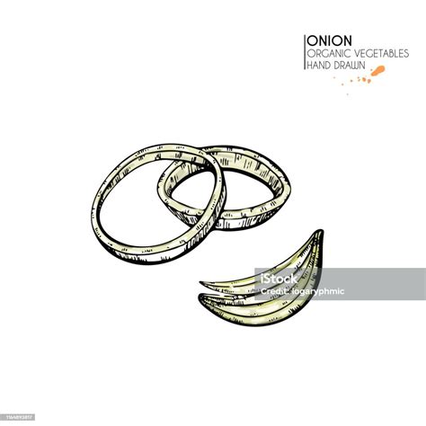 농장 야채의 벡터 손으로 그린 세트입니다 분리 된 전체 슬라이스 양파와 반지 색이 새겨진 예술 유기농 채식 음식 레스토랑 메뉴 식료품 시장 상점 파티 식사에 사용합니다