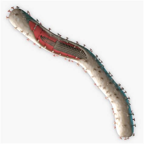 Estructura Del Virus Del ébola Modelo 3d 49 Fbx Max Obj Ma Free3d