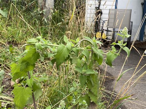 Planted Catnip And The Tallest Stalk Got Bent By The Cat And Started