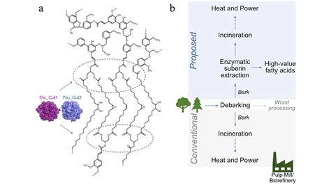 Cutinases Pave The Way For Novel Sustainable Materials