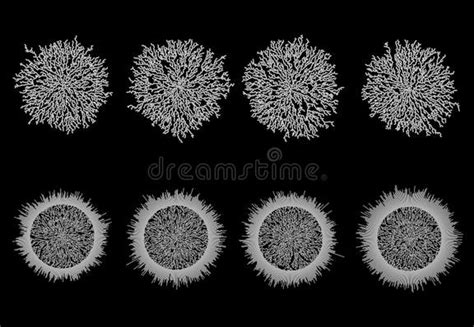 Cellular Automaton Diffusion Limited Aggregation Structures Set Stock