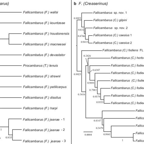 Species Tree Estimation Of The Relationship In The Subgenus