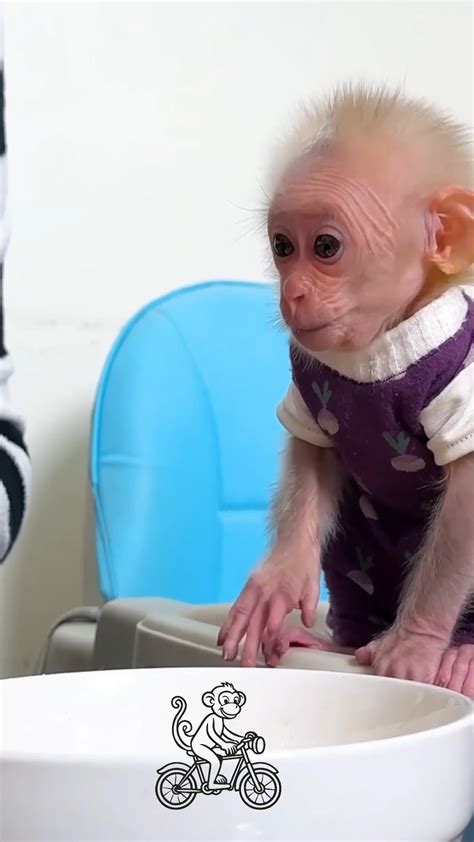 Lala Monkey Washington Dc Dc