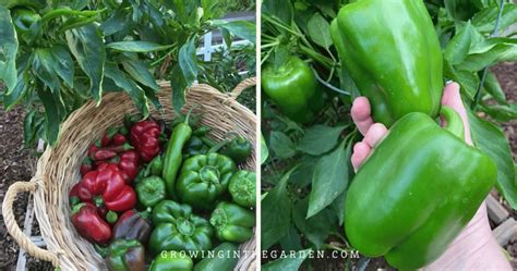 Types Of Peppers Pepper Varieties Growing In The Garden