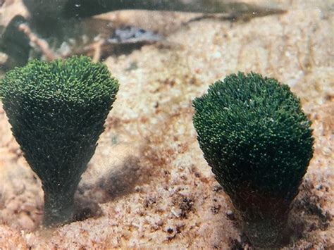 Algae Grasses Flashcards Quizlet
