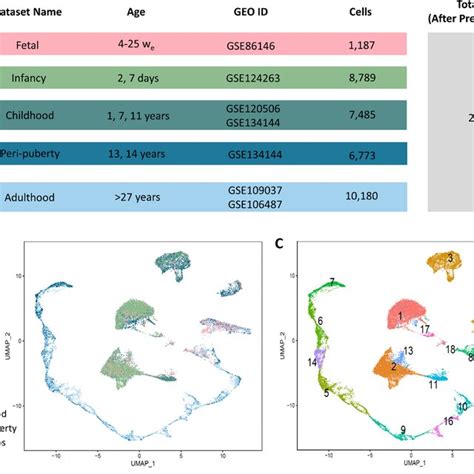 Profiling And Integrating ScRNA Seq Data Of Male Fetal Gonad Cells To Download Scientific