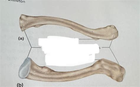 Clavicle Appendicular Skeleton Diagram Quizlet