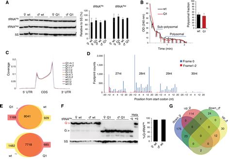 queuosine‐trna promotes sex‐dependent learning and memory formation by