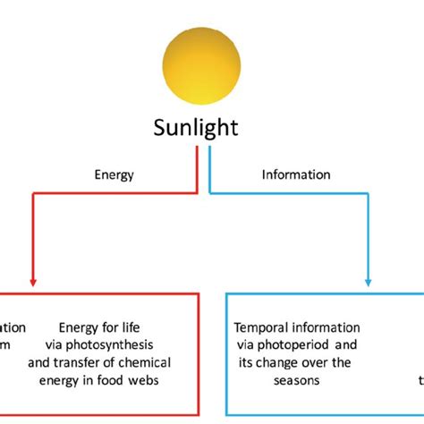 PDF The Effect Of Light On Humans