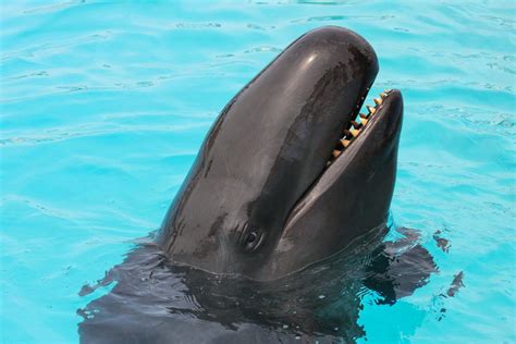 False Killer Whale Dolphin Hybrid