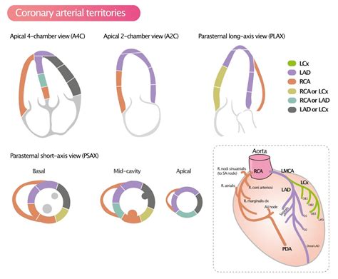 Reference Normal Values For Echocardiography