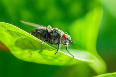 House Fly Fly House Fly On Leaf Stock Image Image Of Summer