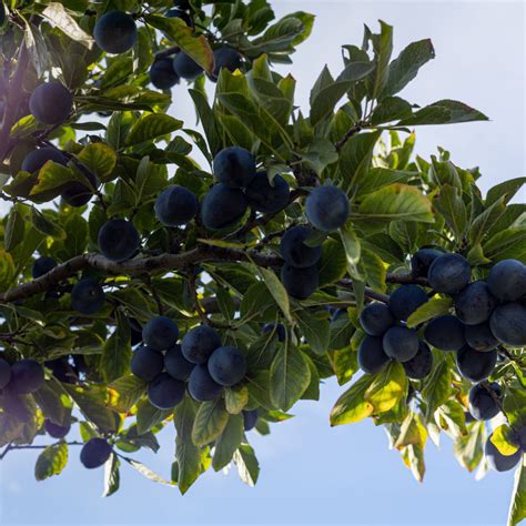 Black Plum Lululemon Black Plum Collection October 2025 — Extra