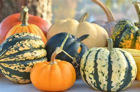 Squash Vs Pumpkin A Comprehensive Comparison Oh Snap Cupcakes