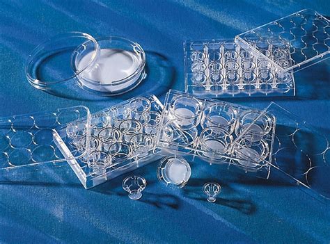 Buy 12 Mm Transwell® With 04 µm Pore Polyester Membrane Insert