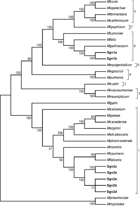 phylogenetic tree maximum parsimony based on 16s 23s rrna igs region