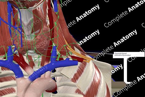 Thyroid Gland Gross Anatomy