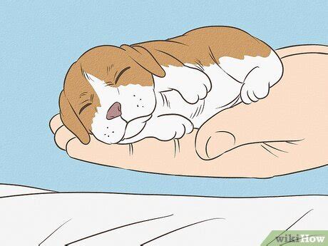 How To Determine The Sex Of Puppies Quickly Safely
