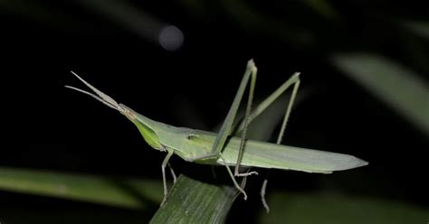 沖縄の自然（キリギリス・バッタ類）