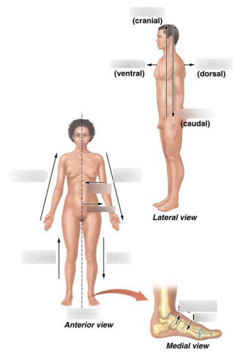 Directional Terms Diagram Quizlet