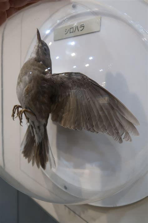 我孫子市 鳥の博物館 2019 1 27 Twitter