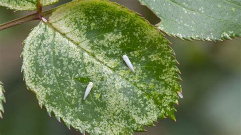 White Spots On Rose Leaves Causes And What To Do