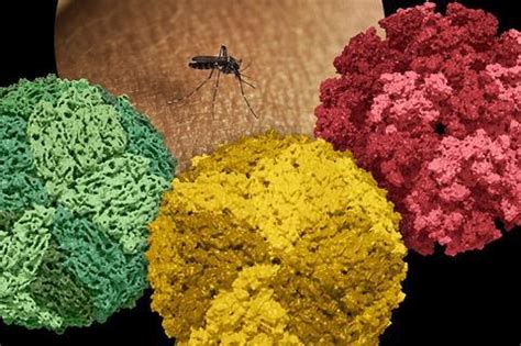 New Test Identifies Prior Infection By Zika Virus And All Four Dengue