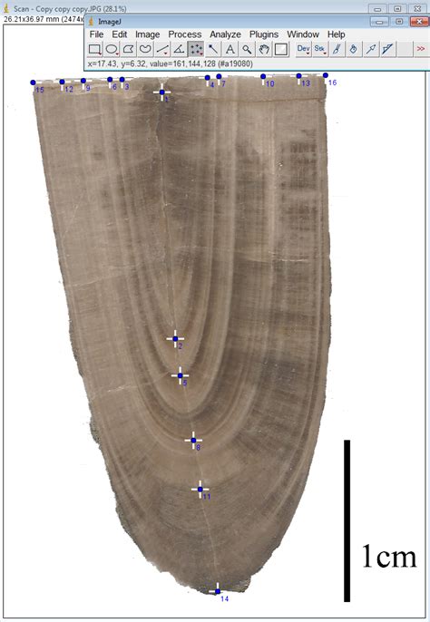 How To Batch Measure Distances Between Points Image Analysis Image Sc Forum