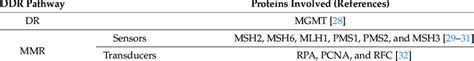 Main Proteins Involved In Each Ddr Pathway Download Scientific Diagram