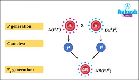 Multiple Allelism In Biology Definition Types And Importance Of Multiple Allelism Aesl