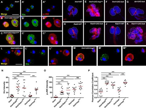 Rab5 And Rab11 Maintain Hematopoietic Homeostasis By Restricting Multiple Signaling Pathways In