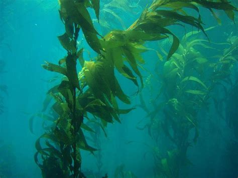 What Is The Difference Between Keystone Species And Foundation Species Pediaa Com