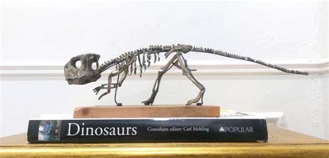 Dinosaur Fossil Psittacosaurus Skeleton Auction