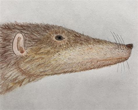 Reconstruction Of A Small Insectivore Skull I Found Rpaleontology