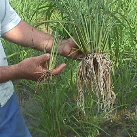 Rice Plant Roots Grown Under Mostly Aerobic Soil Conditions Of Sri