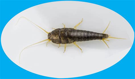 Common Silverfish Lepisma Saccharina