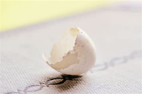 Hatching Ideas Alison Winterroth Photography