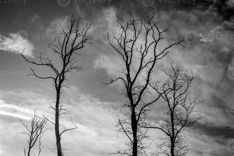 Ground View Of A Leafless Tree Against The Sky 4716088 Stock Photo At Vecteezy