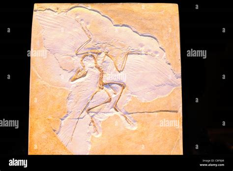 Fossil Of An Archaeopteryx Ancient Wing Dinosaur That Lived In The