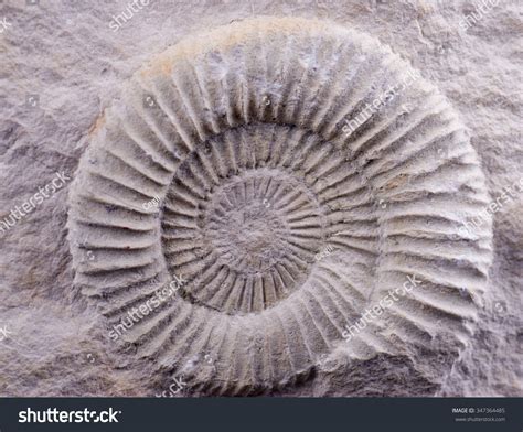 Mold Fossils