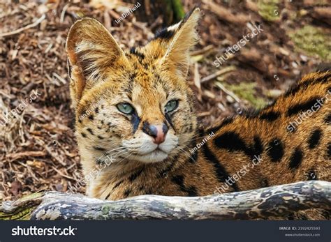 Serval Head Shoulders Portrait Stock Photo 2192425593 Shutterstock
