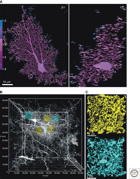 Astrocyte Calcium Signaling From Observations To Functions And The Challenges Therein