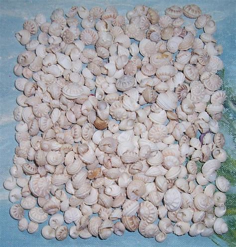 12 Cup Florida Beach Collected Modulus Modulus Button Snail Shell 12 Cup Florida Beach Collected Modulus Modulus Button Snail Shell
