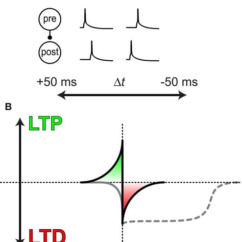 Defining Spike Timing Dependent Plasticity A A Presynaptic Cell Download Scientific Diagram