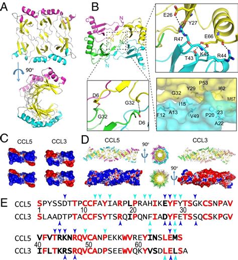 Structural Basis For Oligomerization And Glycosaminoglycan Binding Of