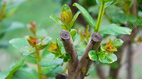 Spring Flowers And Trees Scenery Powerpoint Background For Free Download Slidesdocs