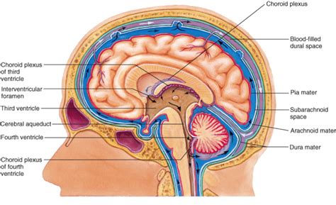 Csf Flow Brain Diagram Quizlet