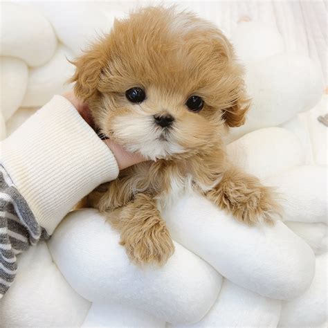 말티푸분양말티푸말티푸전문분양일산말티푸분양일산말티푸입양미니말티푸분양크림말티푸분양파티말티푸분양강남강아지분양일산일산펫샵일산애견샵파주강아지분양김포강아지분양