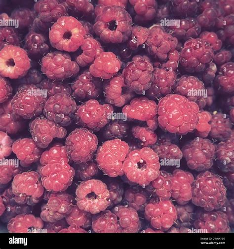 Raspberry Background Large Red Fresh First Class Berries Of Garden Raspberries Lots Of