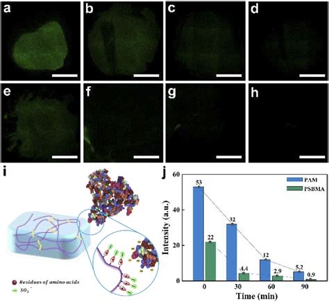 A Multi Functional Zwitterionic Hydrogel With Unique Micro Structure High Elasticity And Low